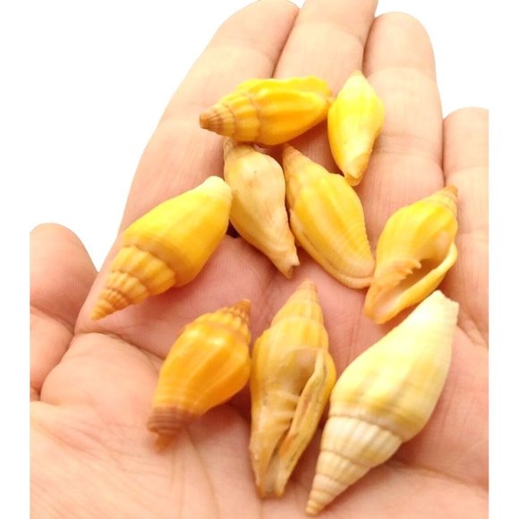 Unbranded | Accents | Rare Vintage Miter Snail Specimen Shells Mitra ...